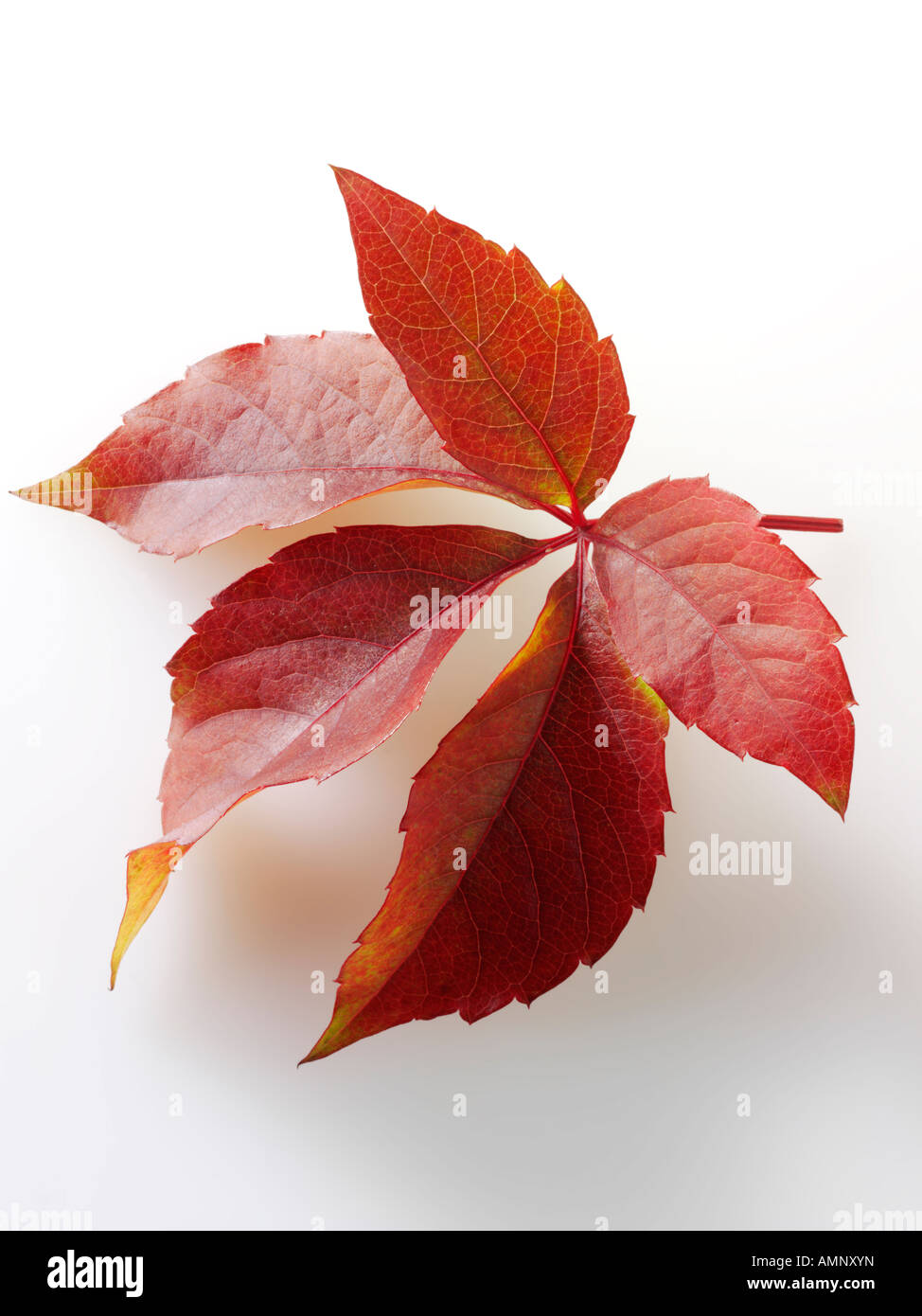 Autumn leaf. Single fall leaf against white. Natural colors and ...
