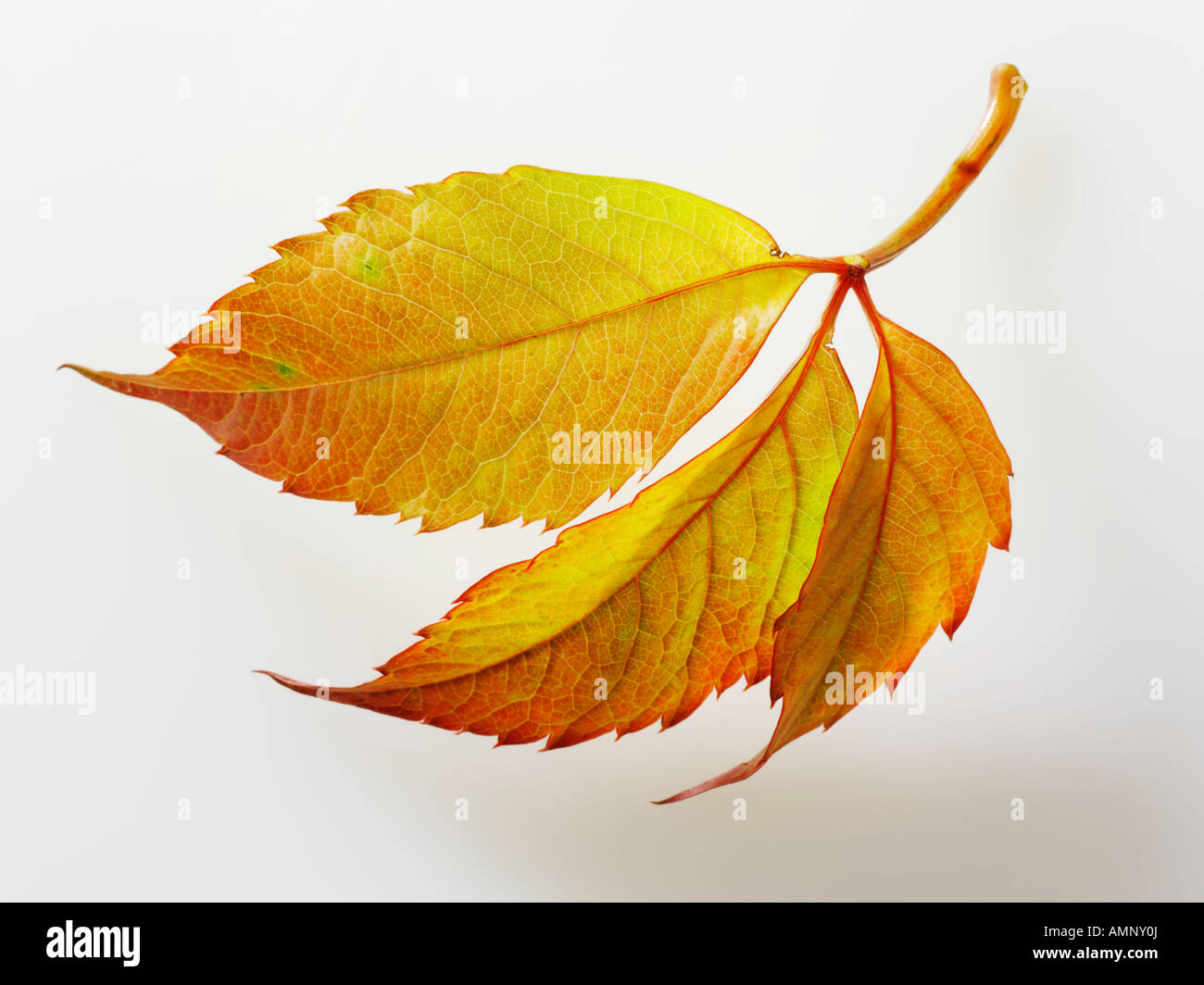 Autumn leaf. Single fall leaf against white. Natural colors and ...