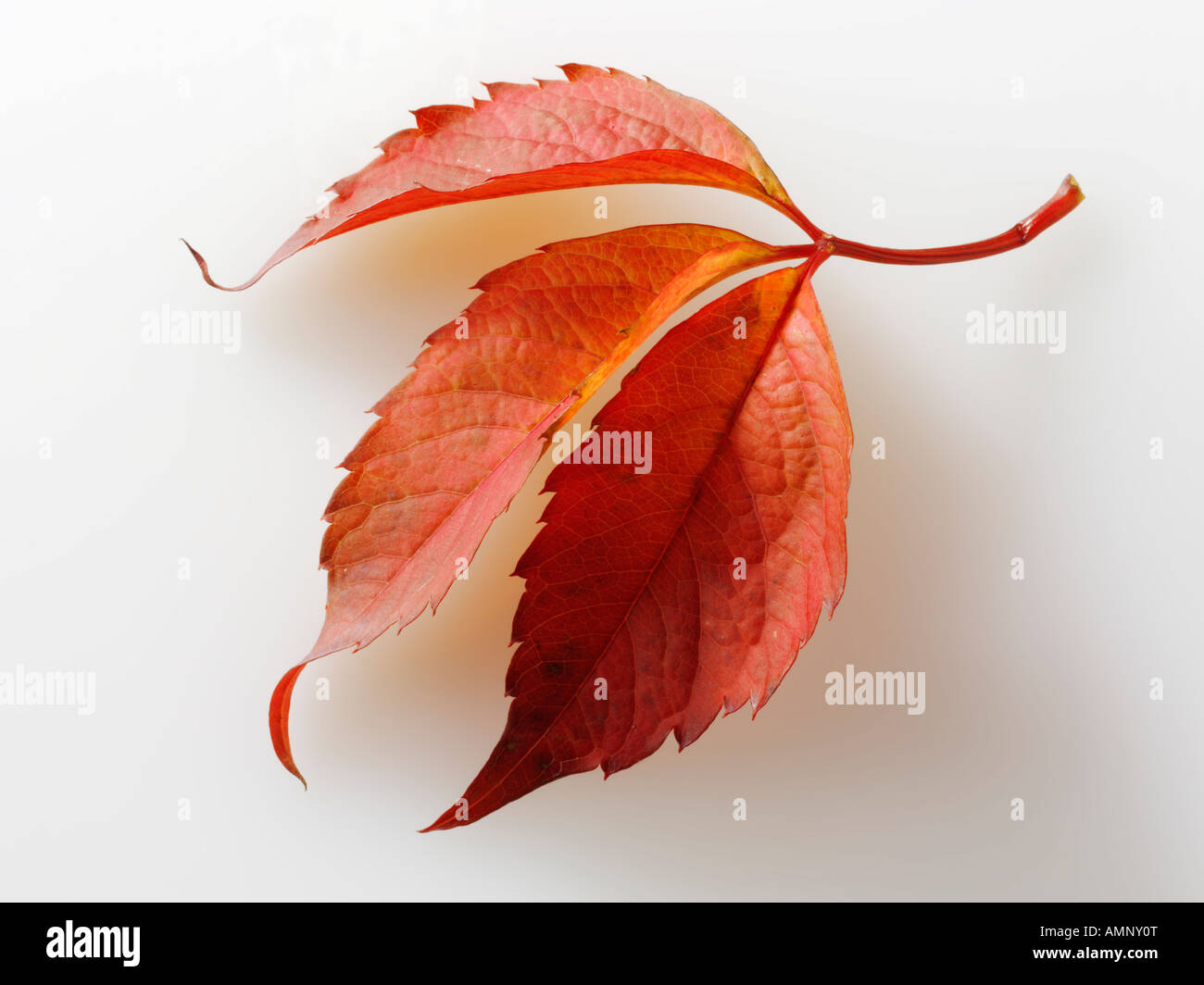 Autumn leaf. Single fall leaf against white. Natural colors and ...