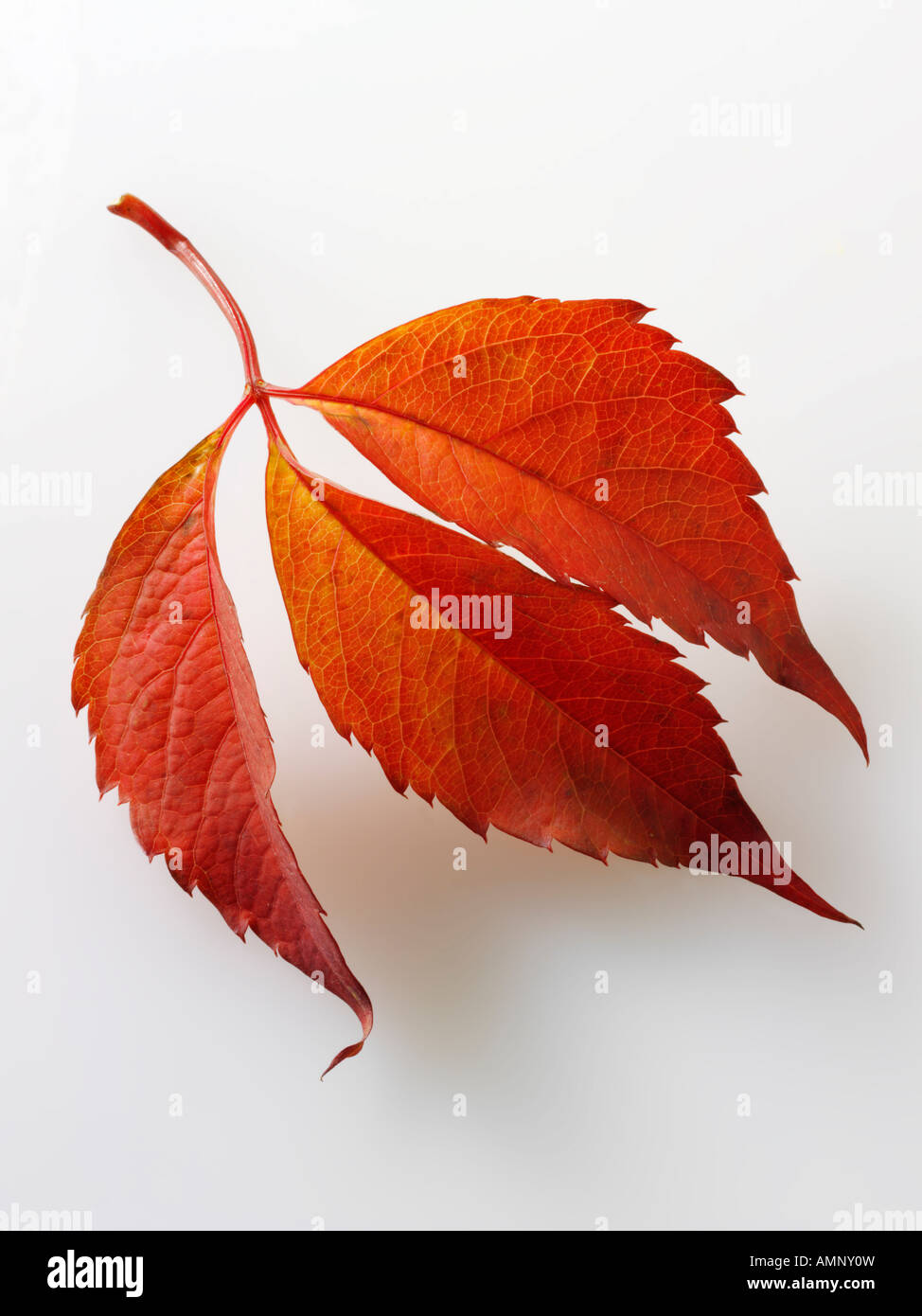 Autumn leaf. Single fall leaf against white. Natural colors and ...