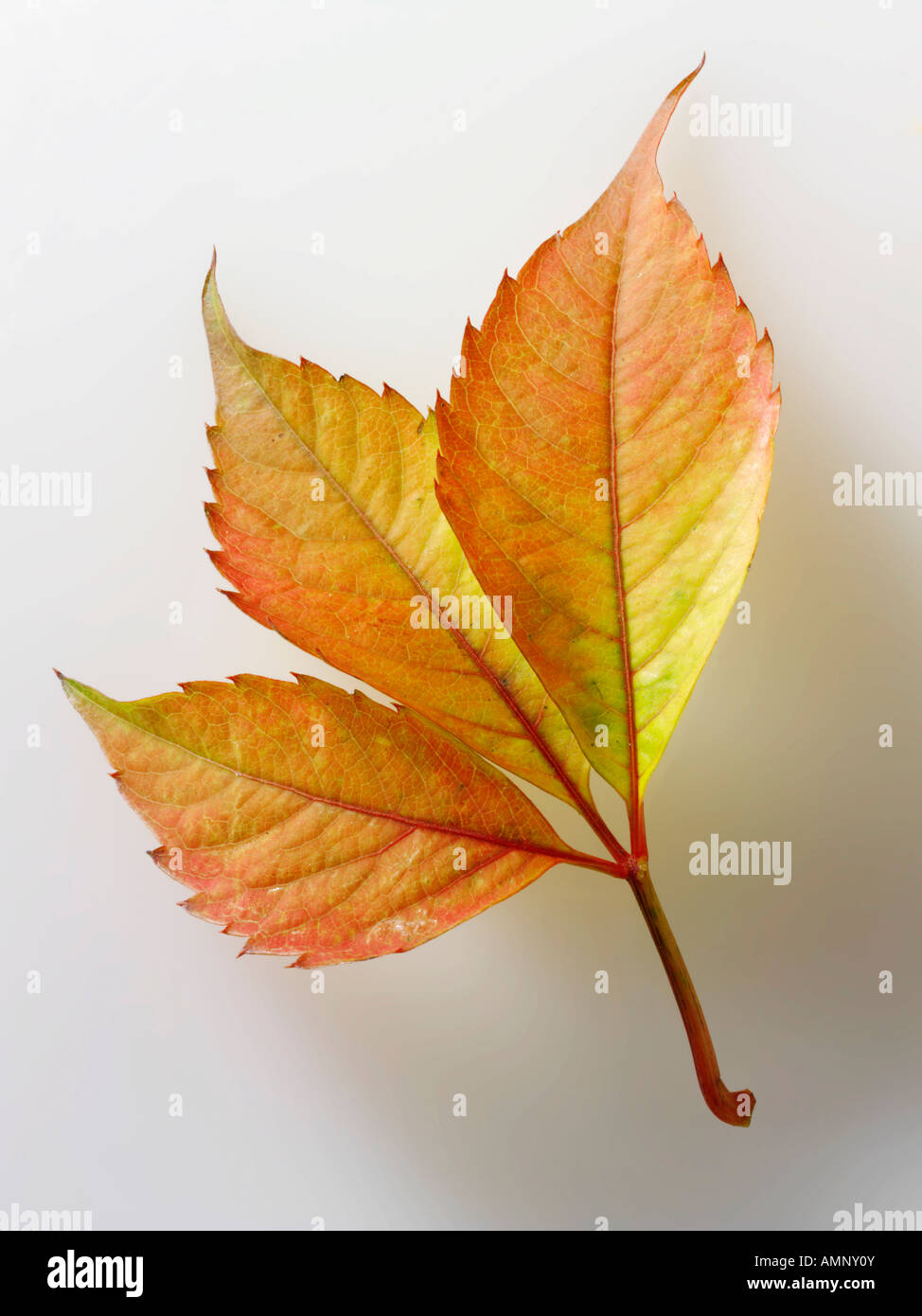 Autumn leaf. Single fall leaf against white. Natural colors and ...