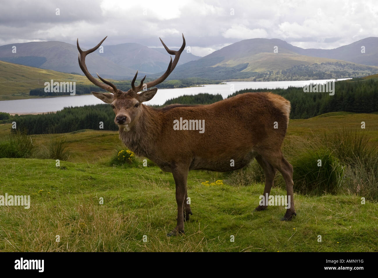 Stag of scotland hi-res stock photography and images - Alamy
