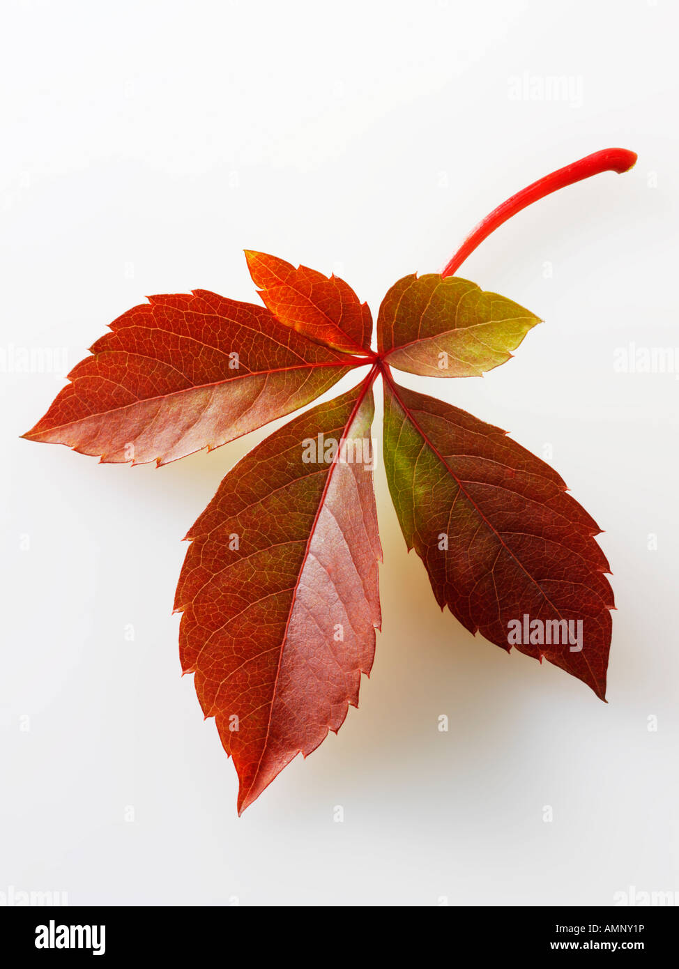 Autumn leaf. Single fall leaf against white. Natural colors and ...