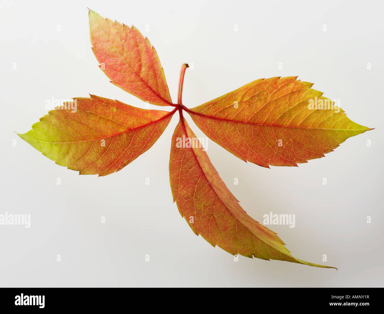 Autumn leaf. Single fall leaf against white. Natural colors and ...