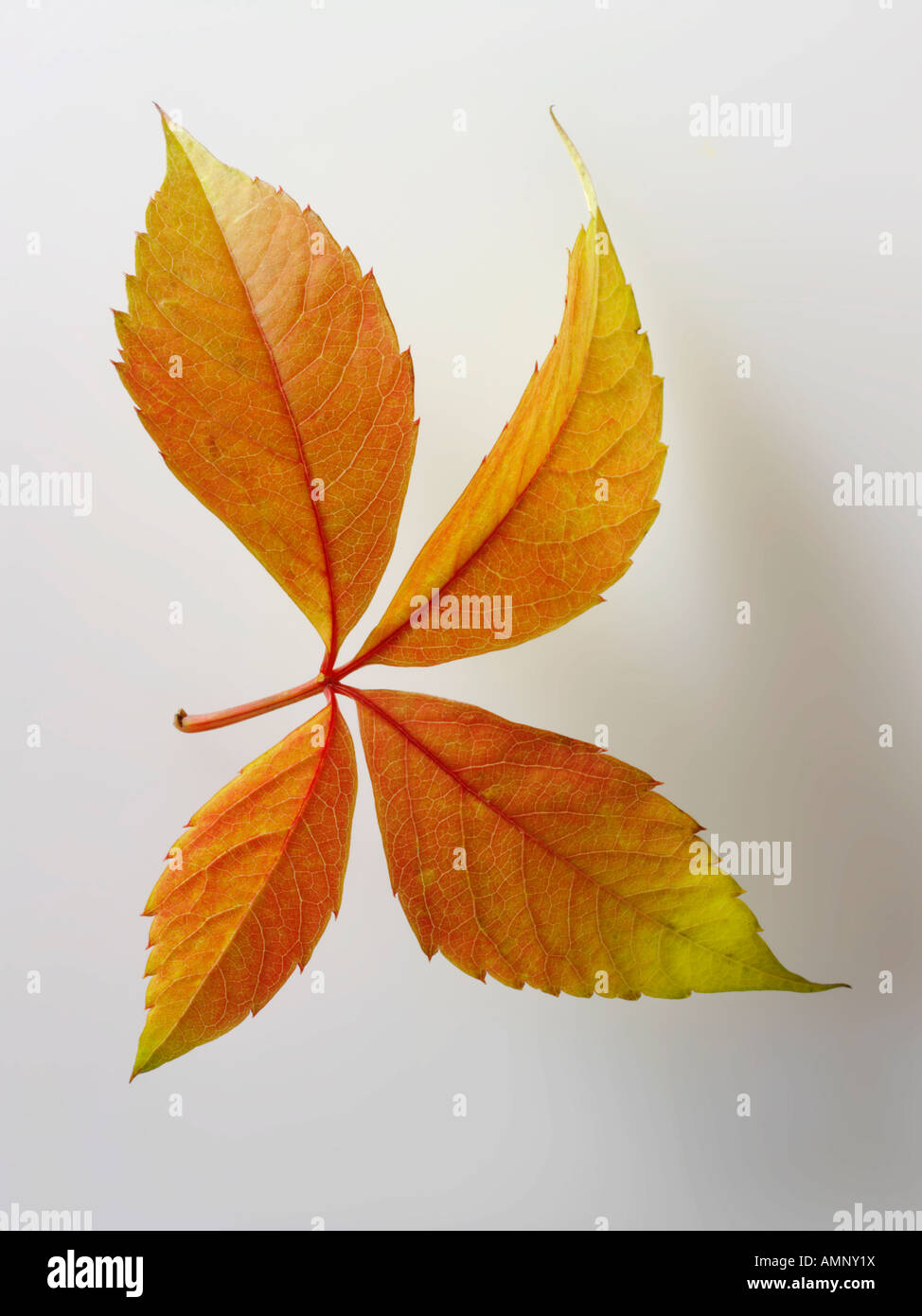 Autumn leaf. Single fall leaf against white. Natural colors and ...