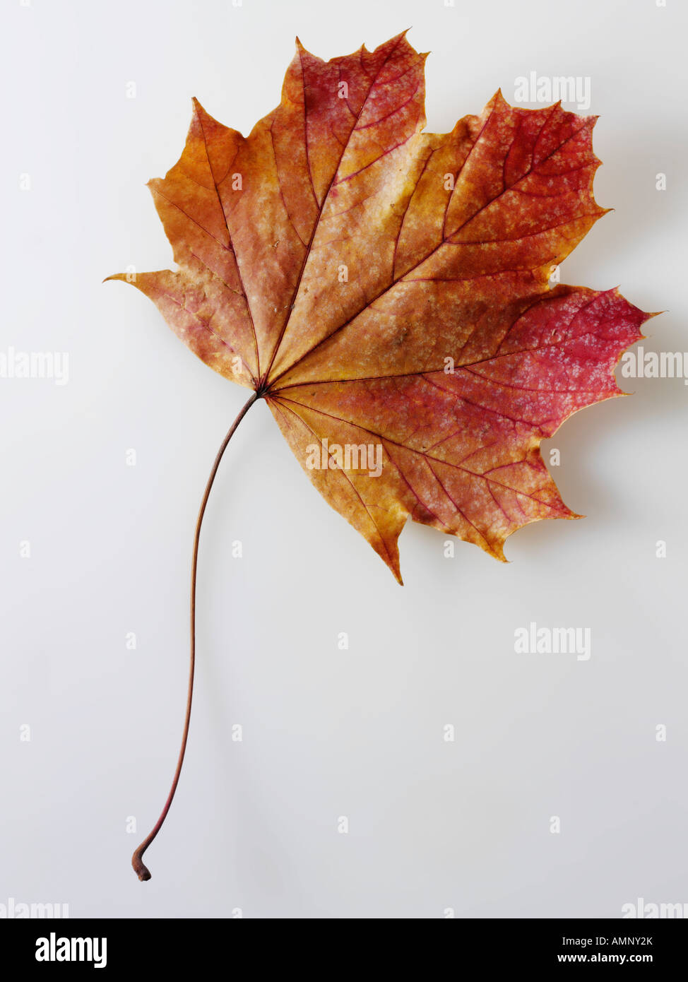 Autumn leaf. Single fall leaf against white. Natural colors and ...
