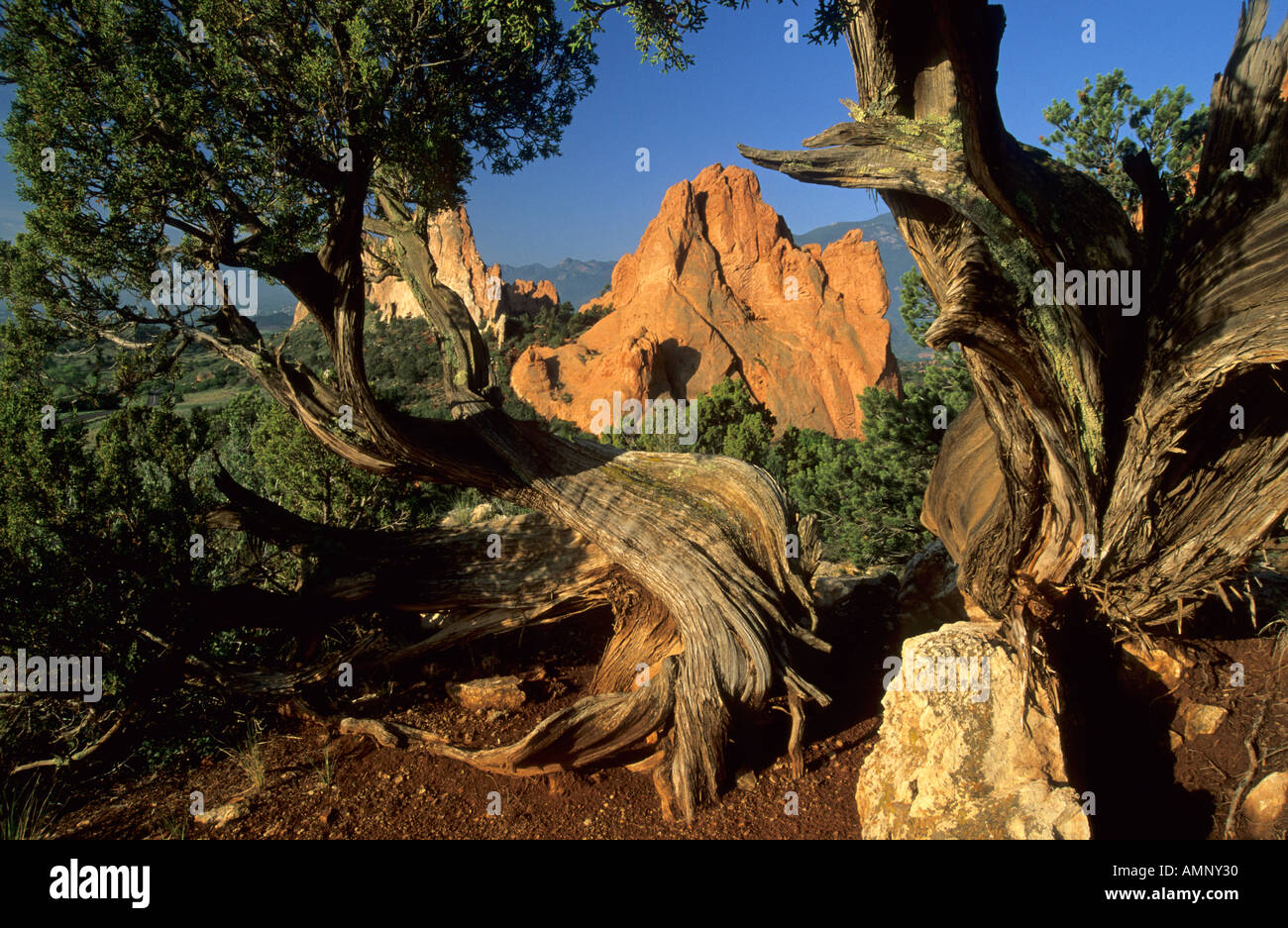 old juniper tree at Garden of the Gods Colorado Springs Stock Photo - Alamy