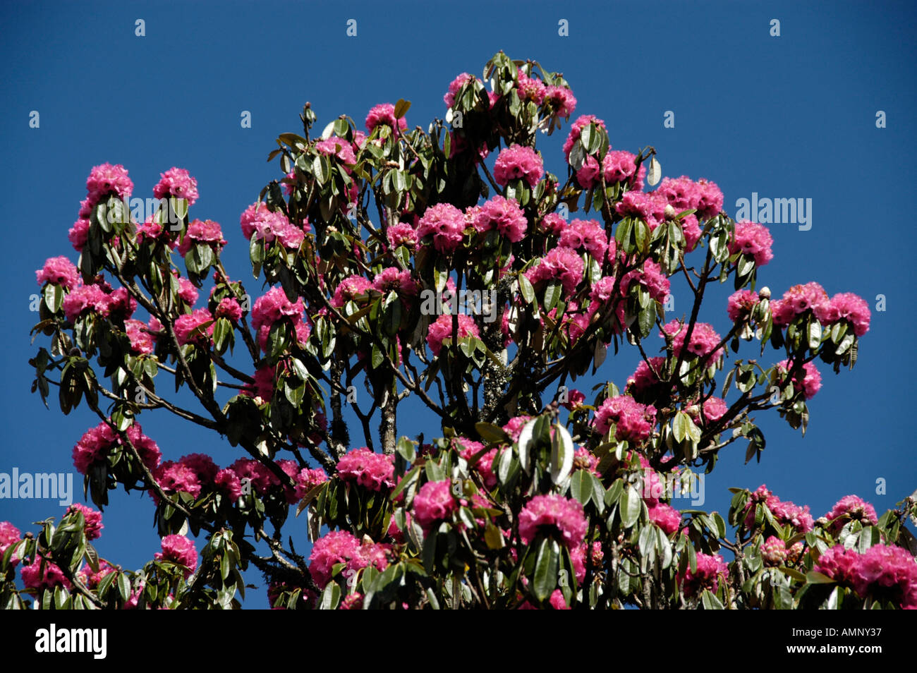 Nepali rhododendron hi-res stock photography and images - Alamy