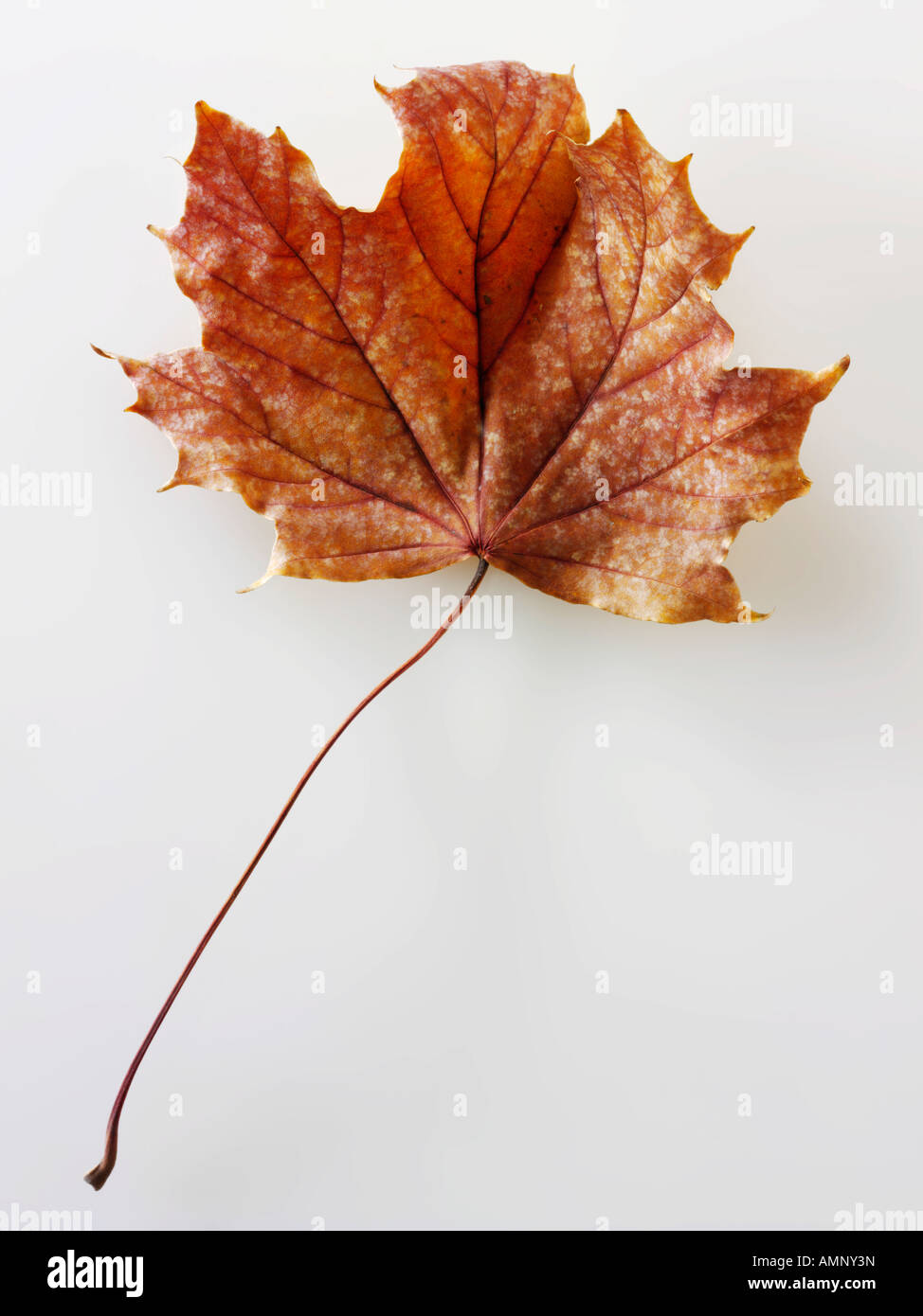 Autumn leaf. Single fall leaf against white. Natural colors and ...