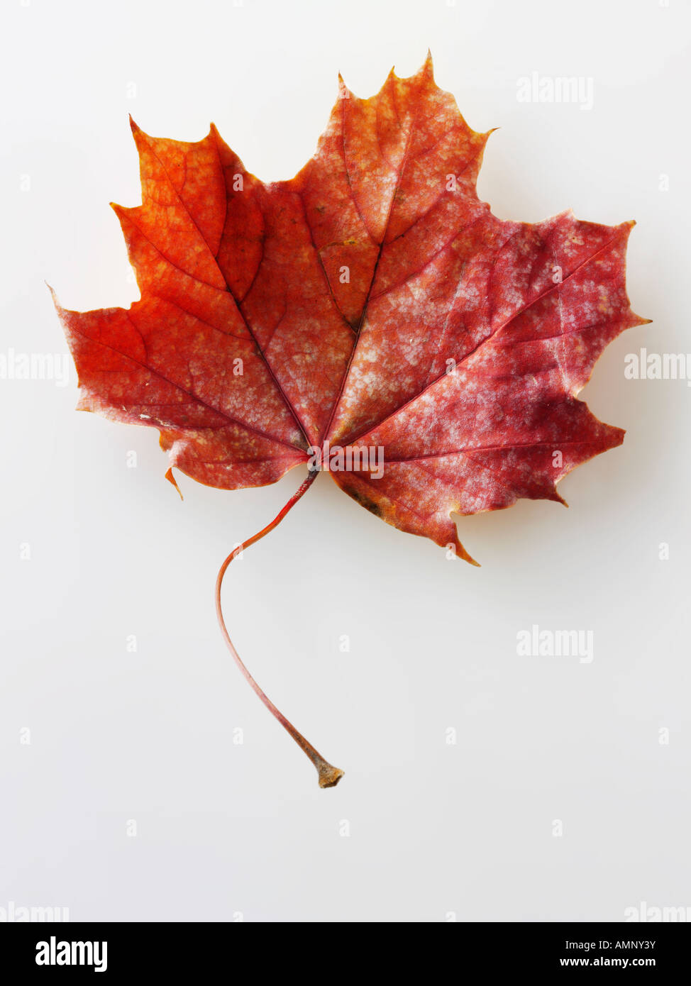 Autumn leaf. Single fall leaf against white. Natural colors and ...