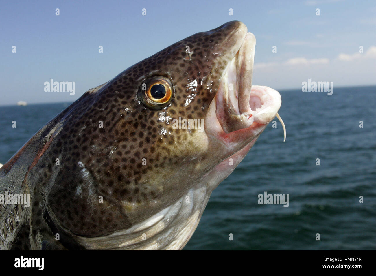 Codfish head hi-res stock photography and images - Alamy