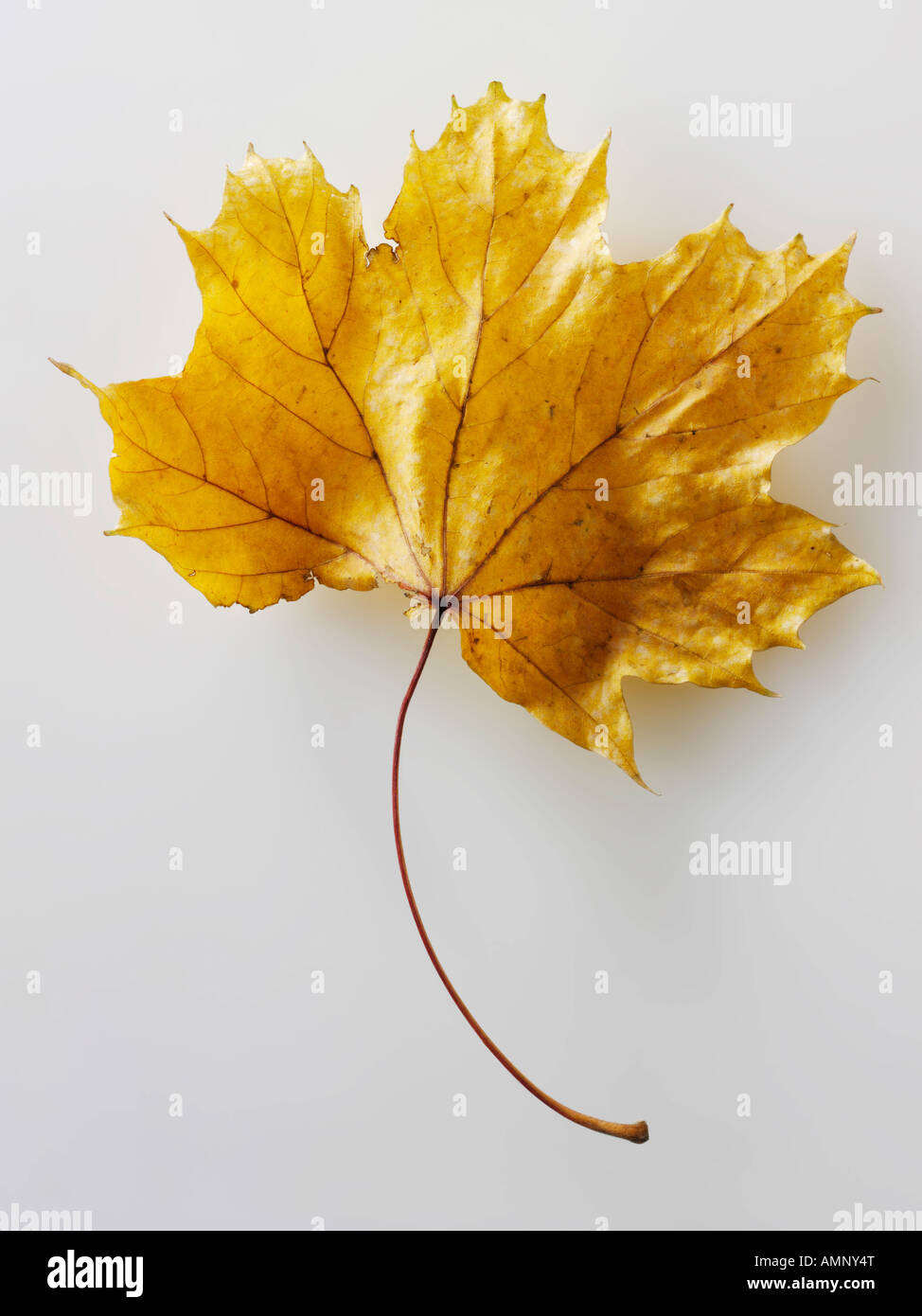 Autumn leaf. Single fall leaf against white. Natural colors and ...