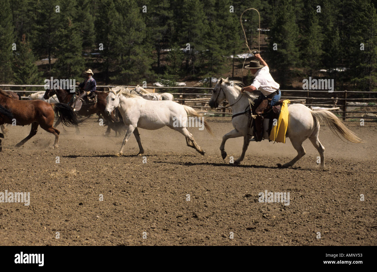 cowboys driving horses Stock Photo - Alamy