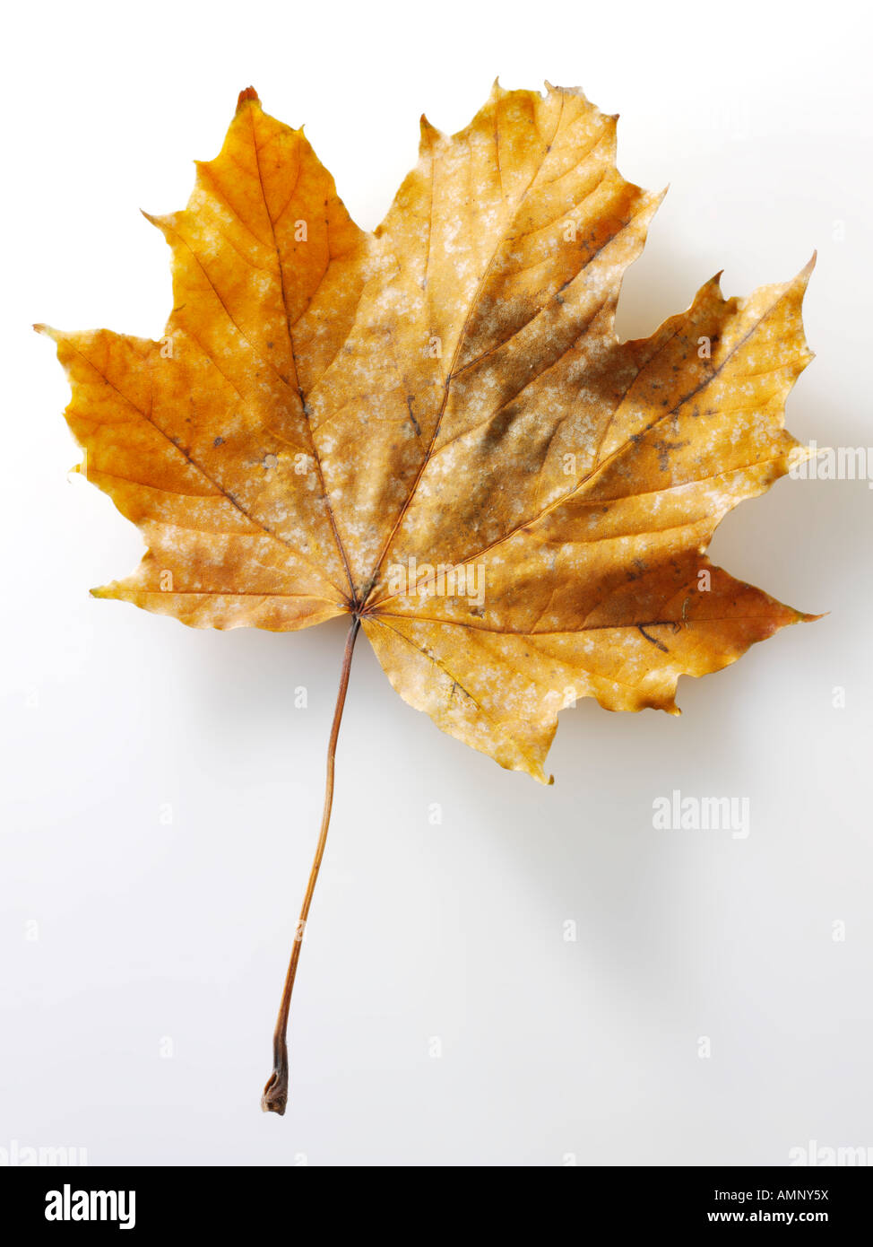 Autumn leaf. Single fall leaf against white. Natural colors and ...