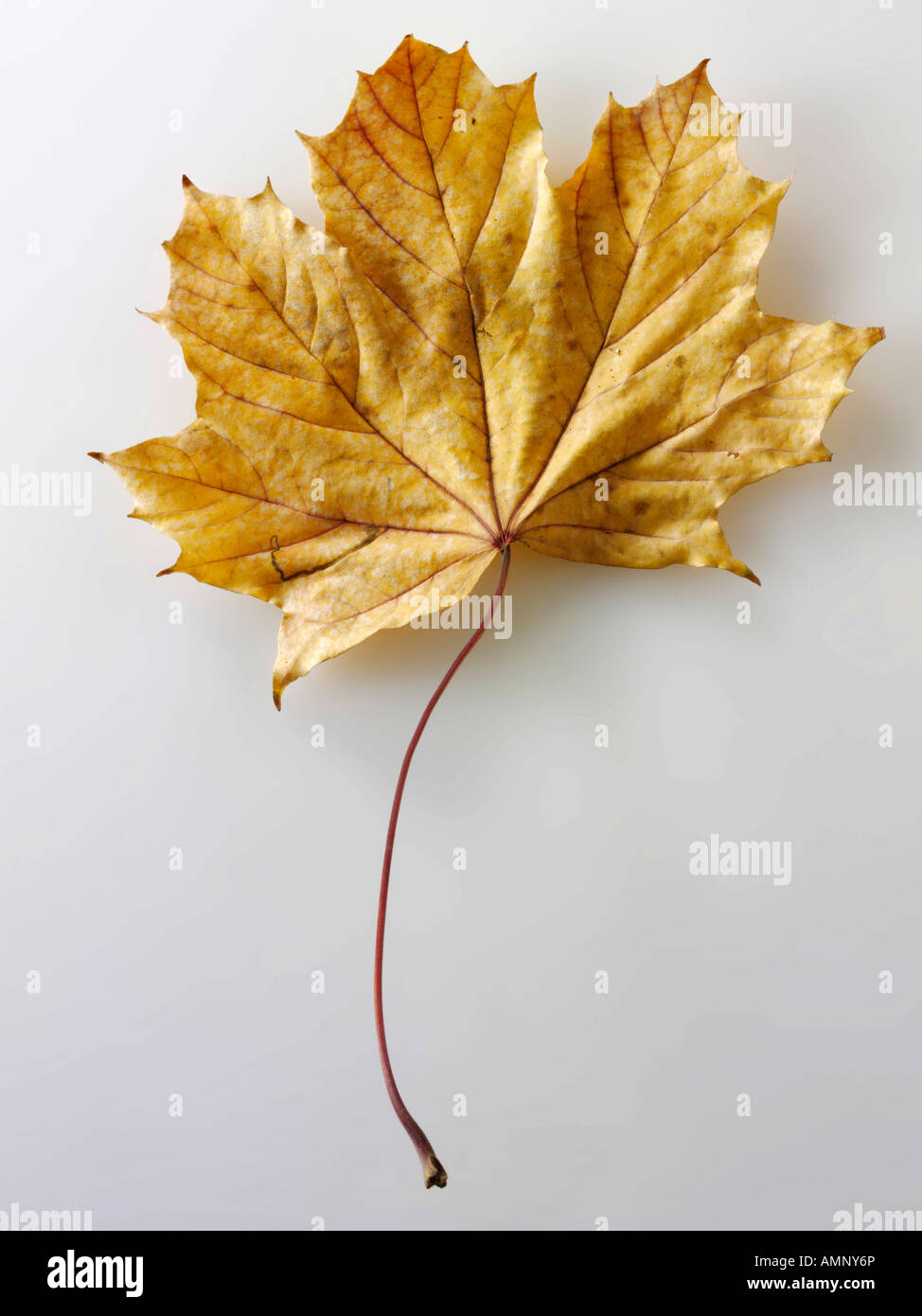 Autumn leaf. Single fall leaf against white. Natural colors and ...