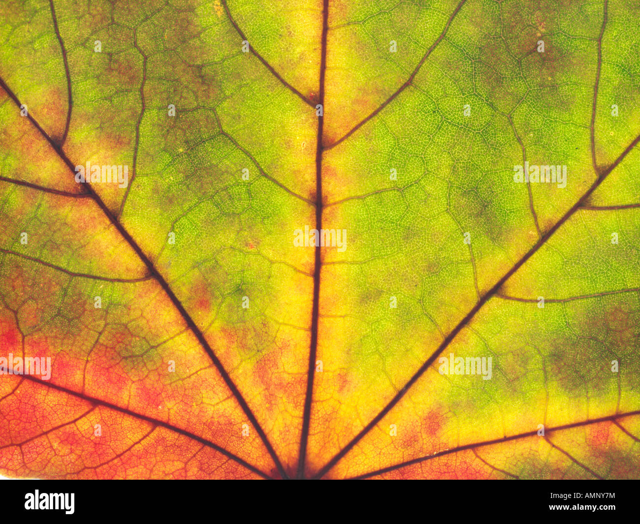 Autumn leaf. Single fall leaf against white. Natural colors and ...