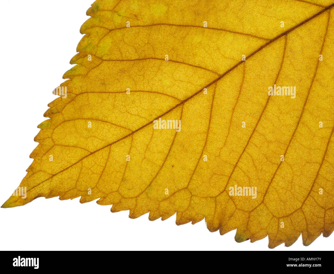 Autumn leaf. Single fall leaf against white. Natural colors and ...