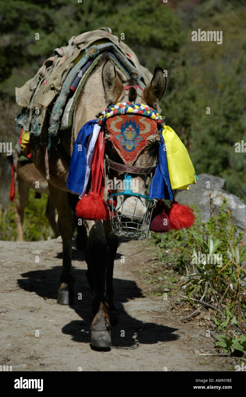 Colourful decorated mule carries goods on a path Dharapani Annapurna ...