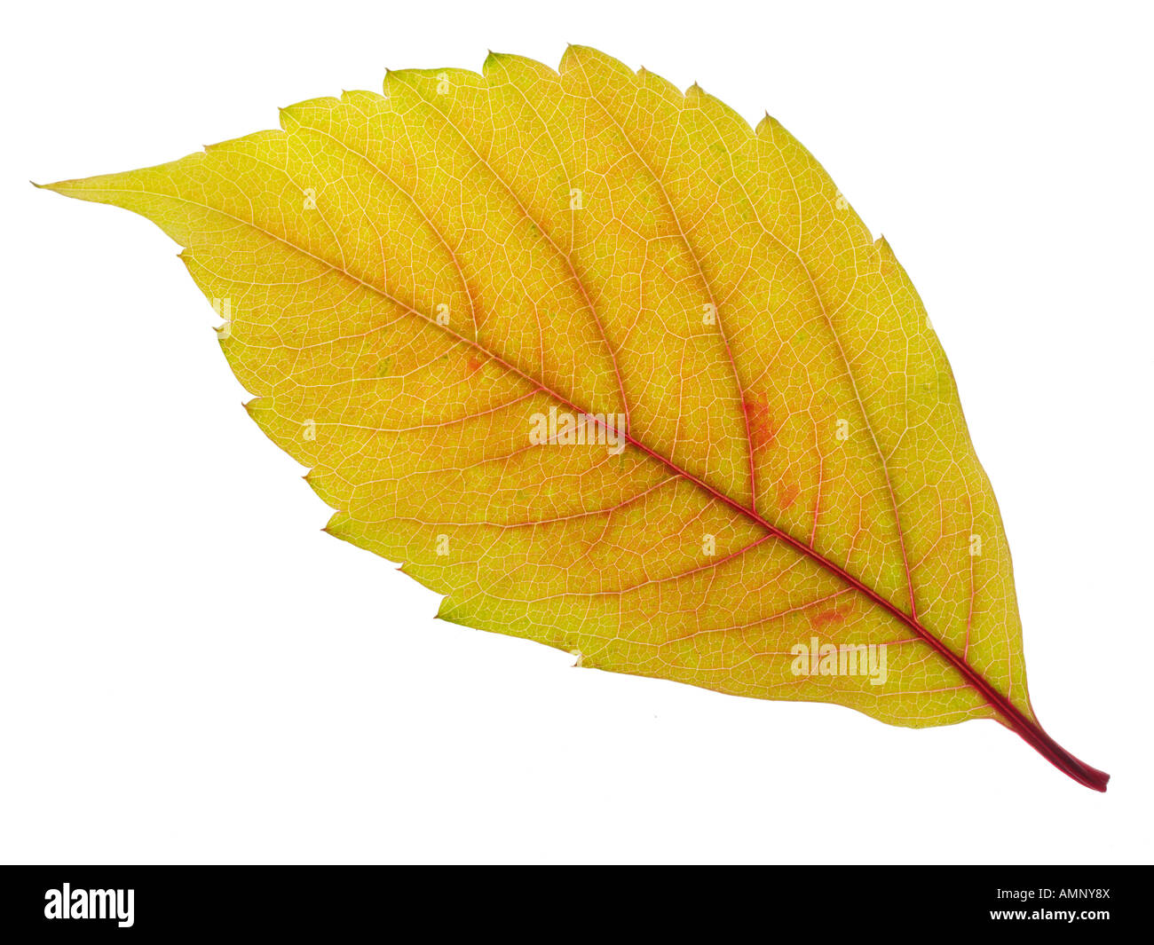 Autumn leaf. Single fall leaf against white. Natural colors and ...