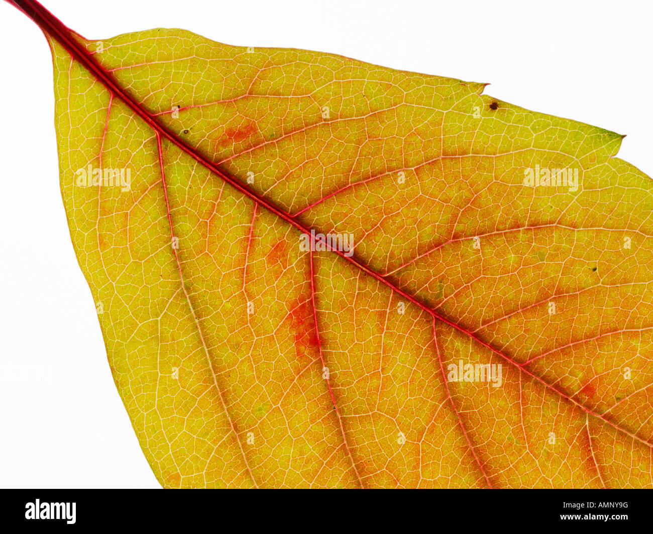 Autumn leaf. Single fall leaf against white. Natural colors and ...