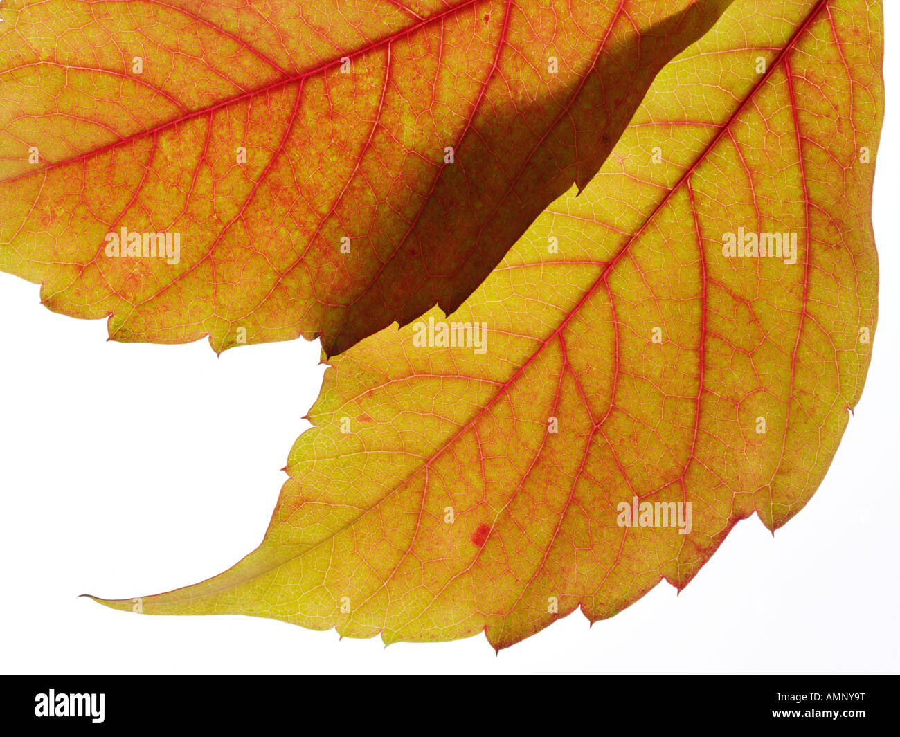 Autumn leaf. Single fall leaf against white. Natural colors and ...