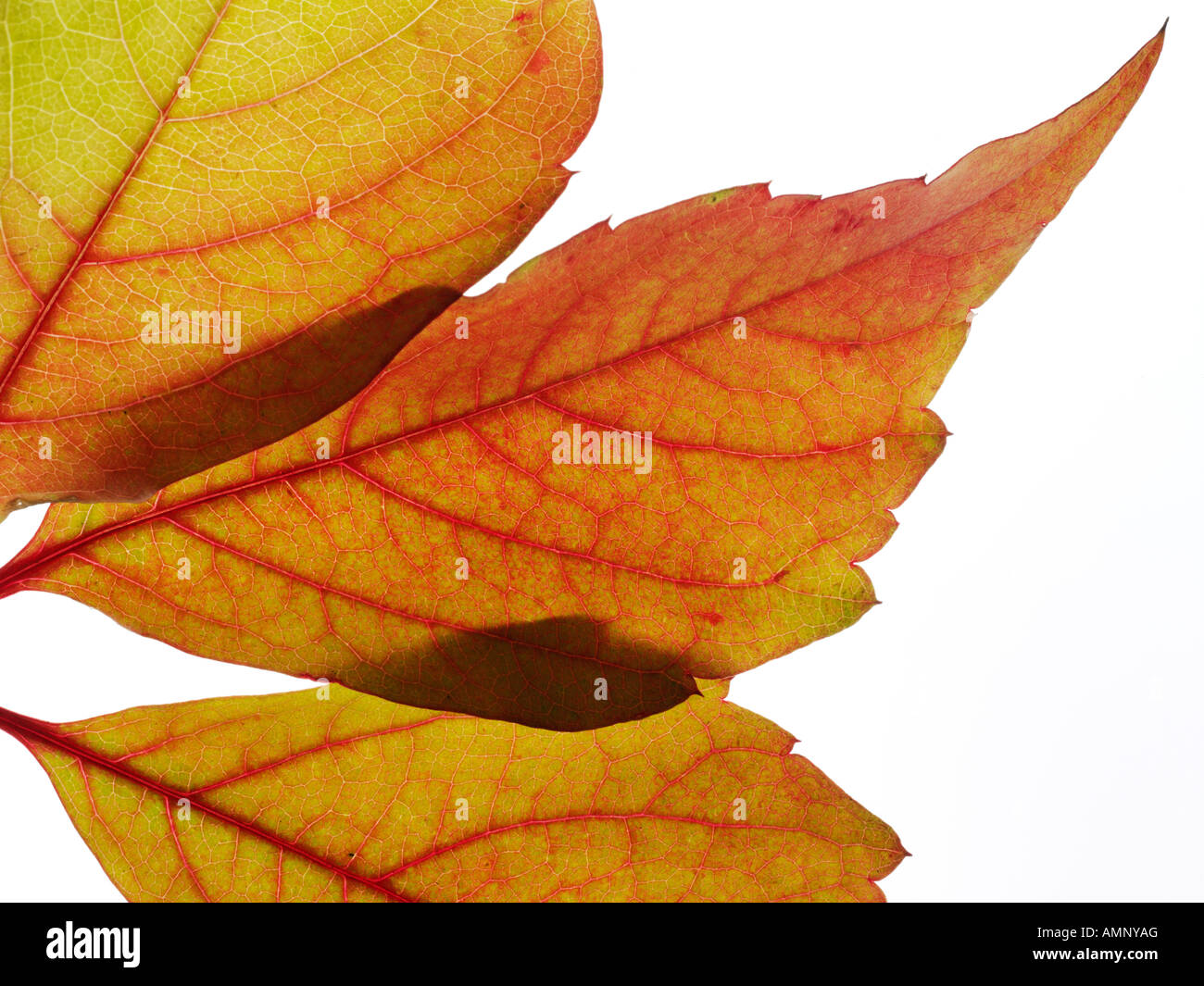 Autumn leaf. Single fall leaf against white. Natural colors and ...