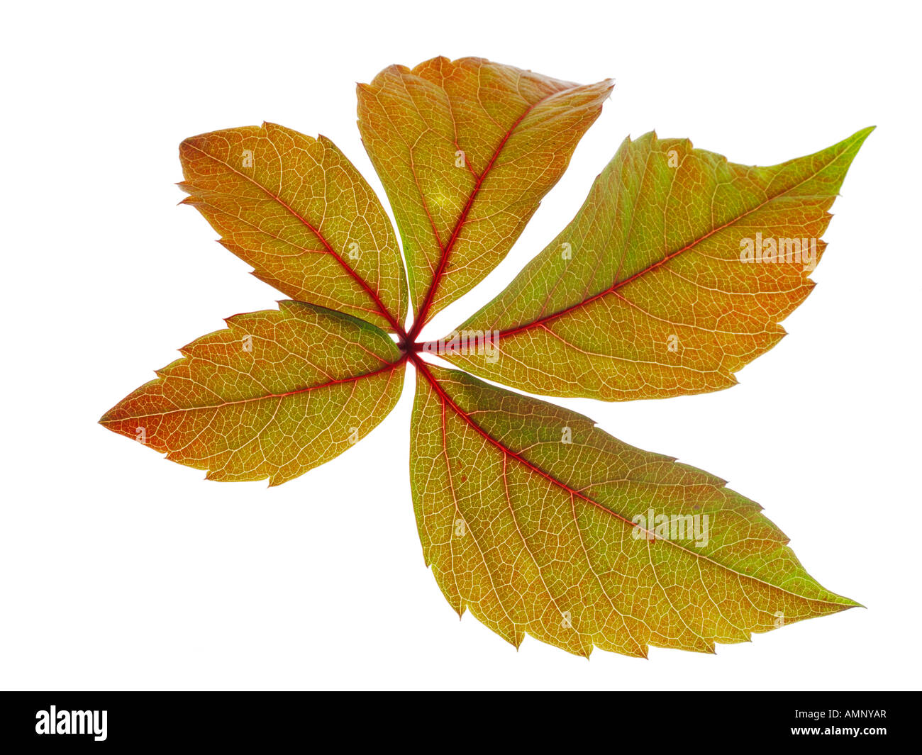 Individual single autumn fall leaf Cut Out Stock Images & Pictures - Alamy
