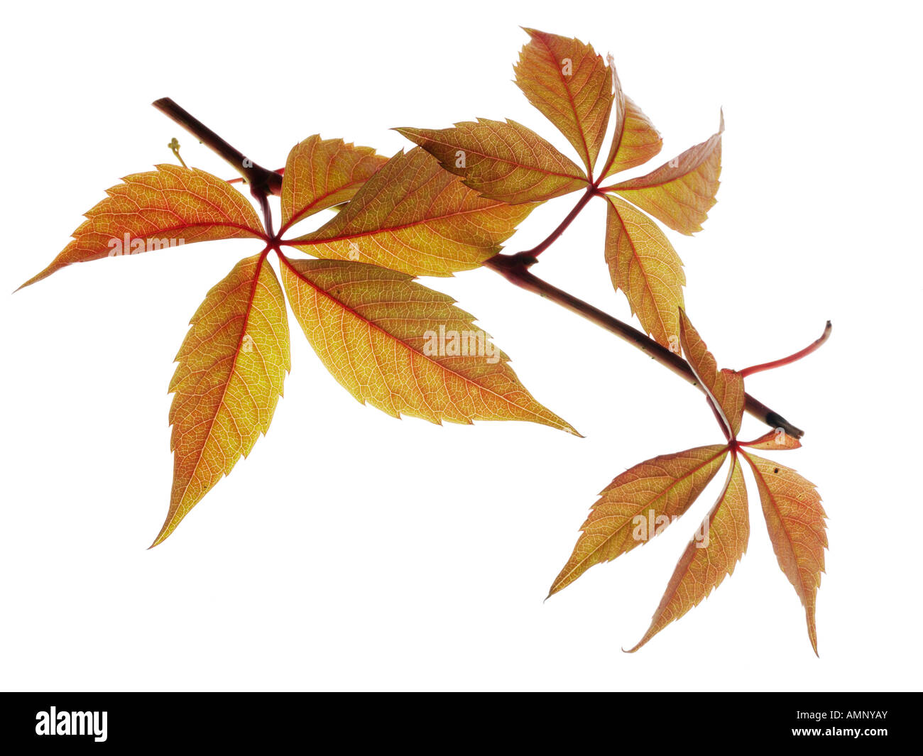 Individual single autumn fall leaf Cut Out Stock Images & Pictures - Alamy