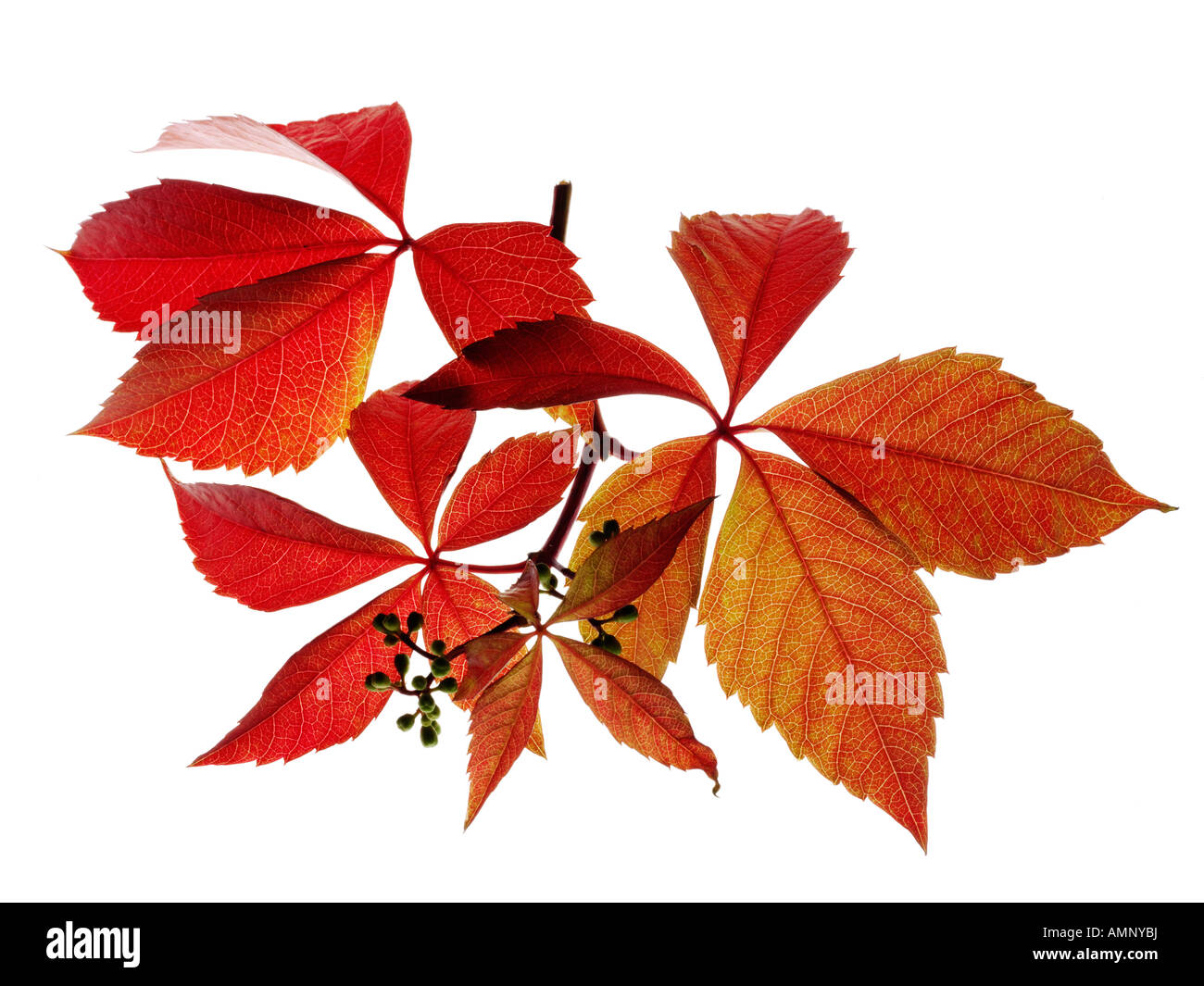Individual single autumn fall leaf Cut Out Stock Images & Pictures - Alamy