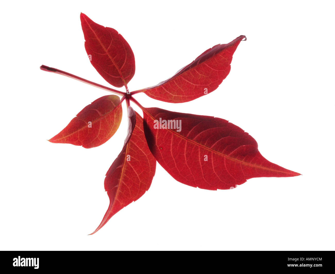 Individual single autumn fall leaf Cut Out Stock Images & Pictures - Alamy