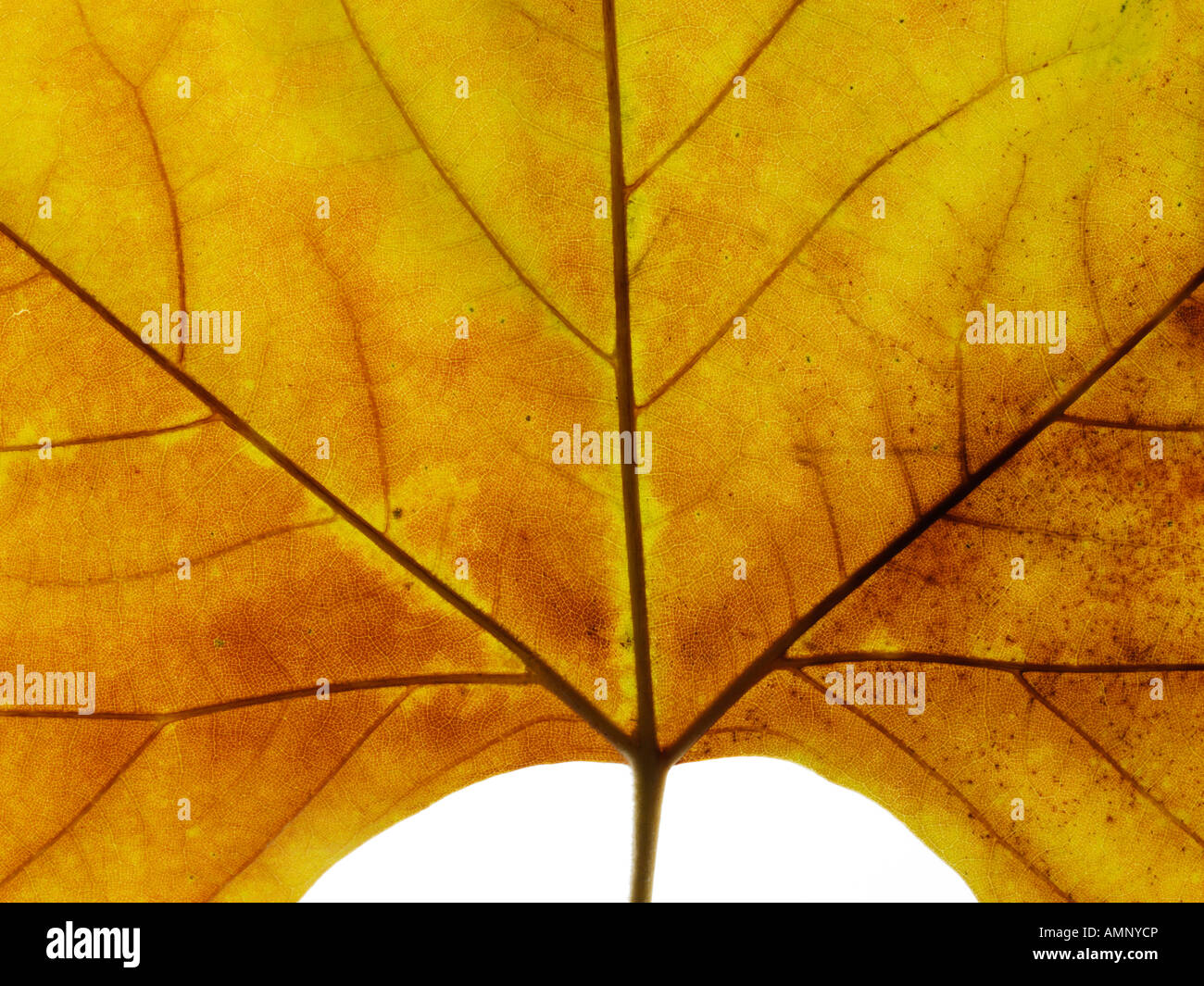Autumn leaf. Single fall leaf against white. Natural colors and ...