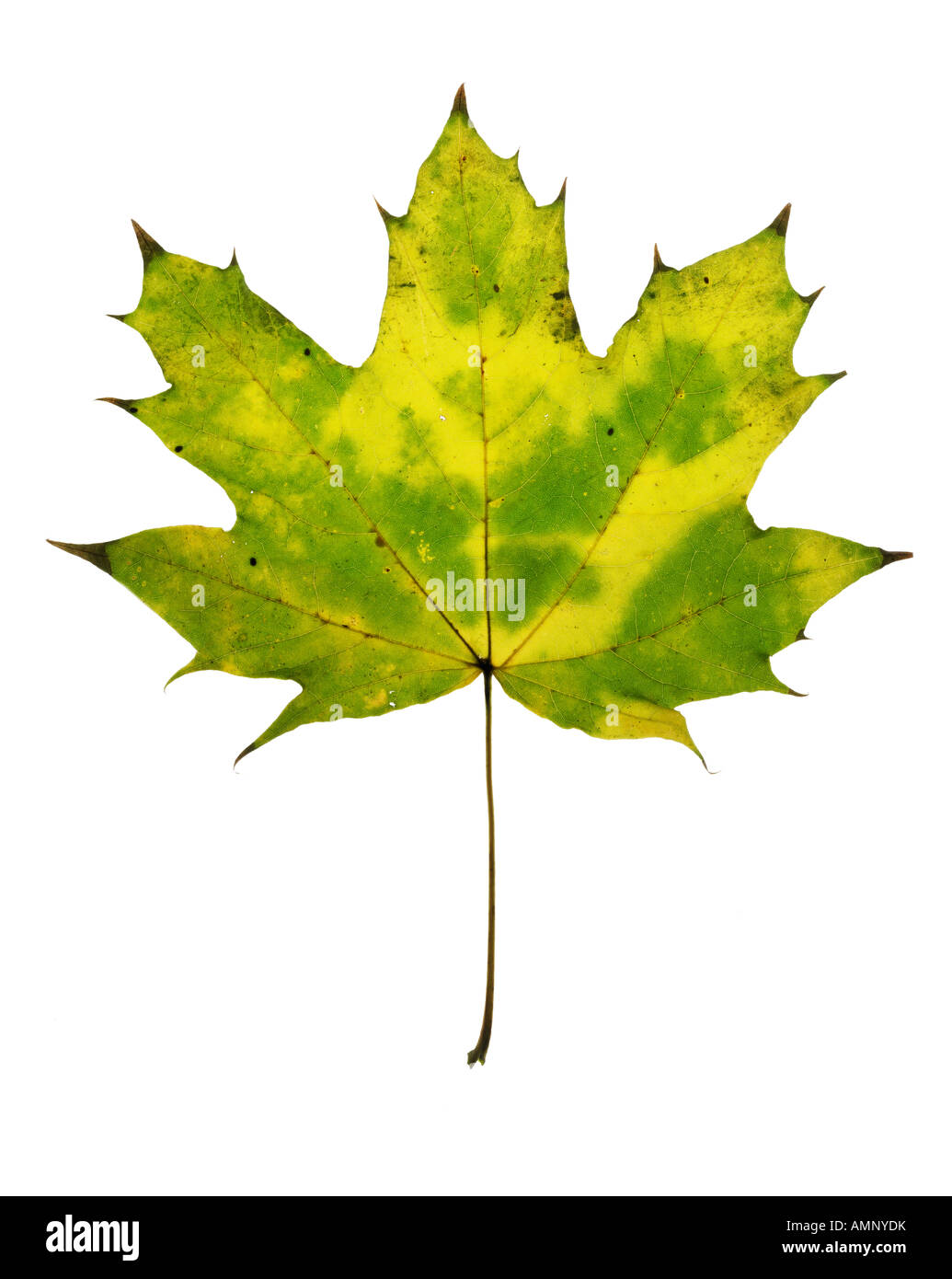 Individual single autumn fall leaf Cut Out Stock Images & Pictures - Alamy
