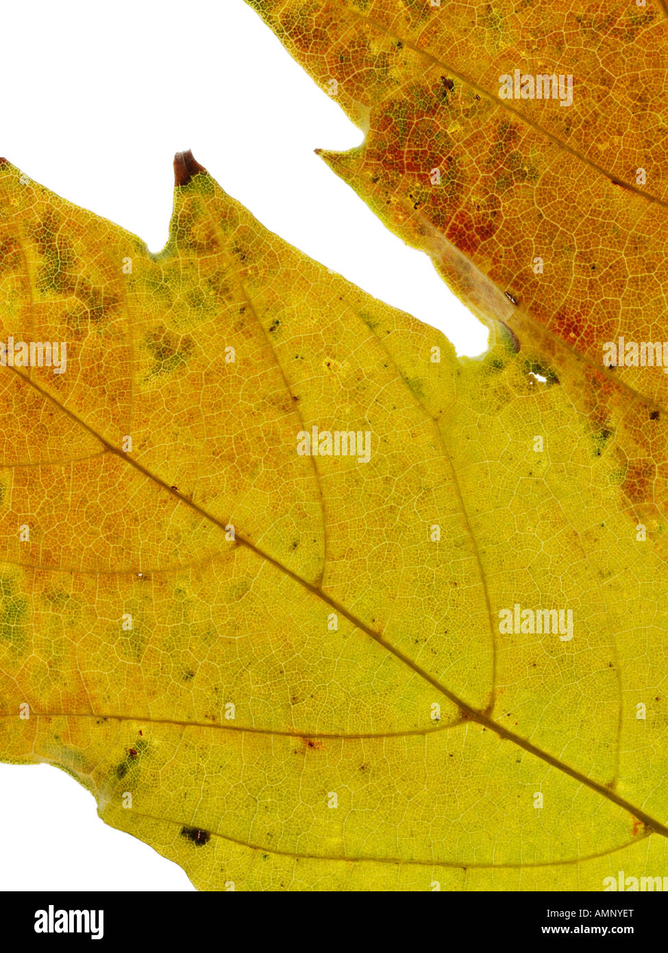 Autumn leaf. Single fall leaf against white. Natural colors and ...