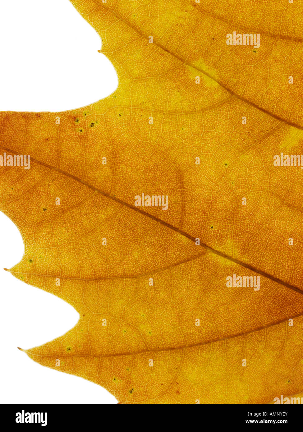 Autumn leaf. Single fall leaf against white. Natural colors and ...