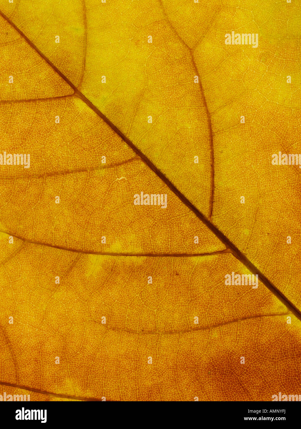 Autumn leaf. Single fall leaf against white. Natural colors and ...