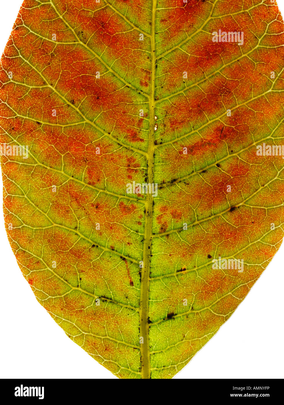Autumn leaf. Single fall leaf against white. Natural colors and ...