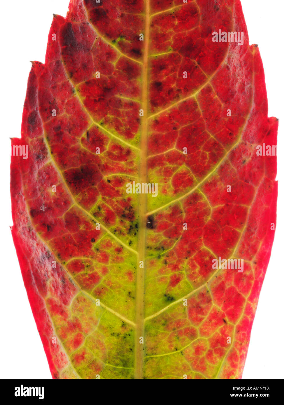 Autumn leaf. Single fall leaf against white. Natural colors and ...