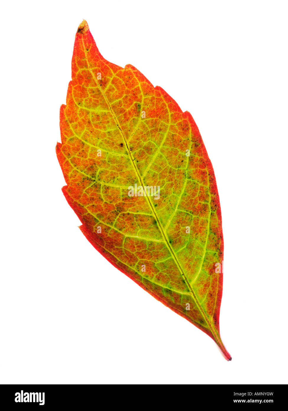 Individual single autumn fall leaf Cut Out Stock Images & Pictures - Alamy