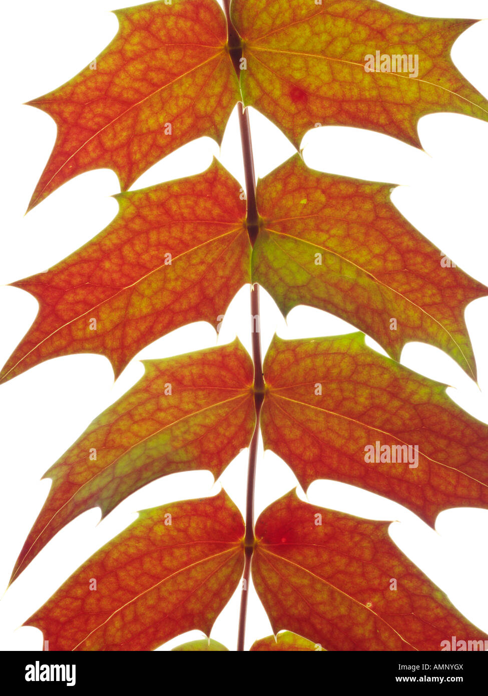 Autumn leaf. Single fall leaf against white. Natural colors and ...