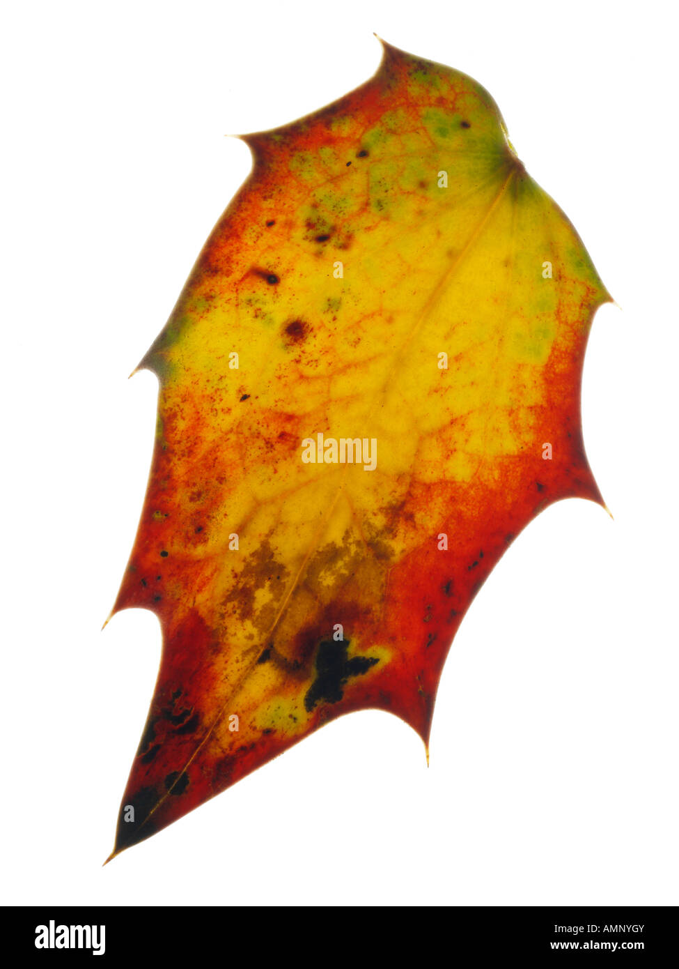 Autumn leaf. Single fall leaf against white. Natural colors and ...