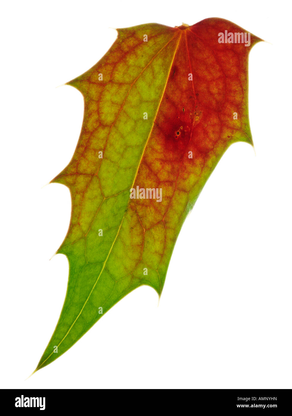 Autumn leaf. Single fall leaf against white. Natural colors and ...