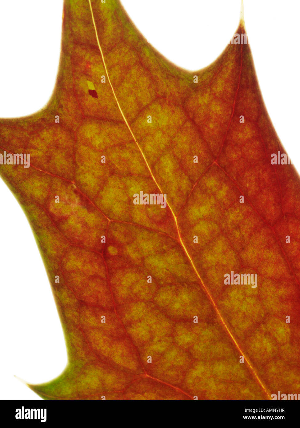 Autumn leaf. Single fall leaf against white. Natural colors and ...