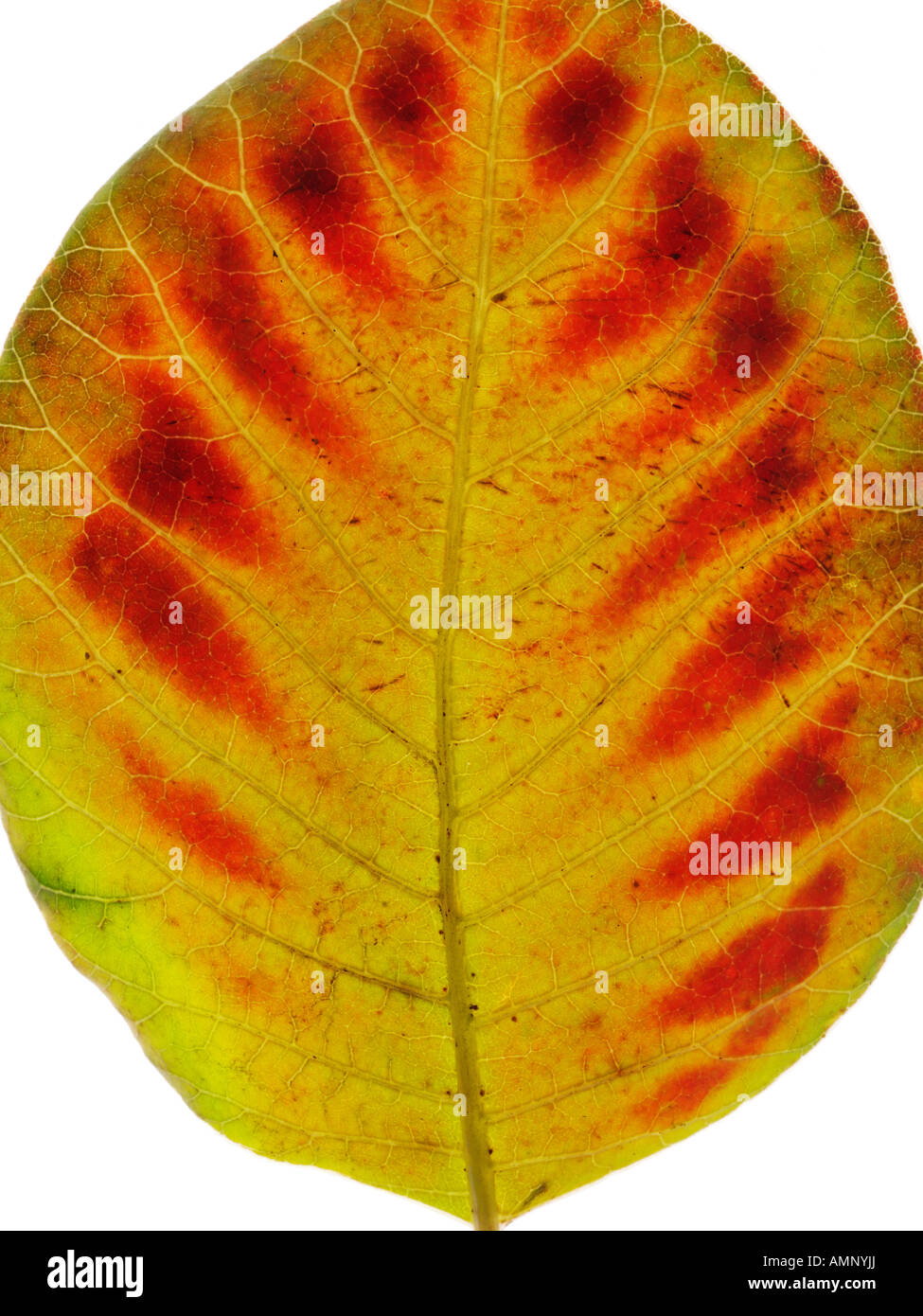 Individual single autumn Fall Leaf against white background. graphic ...