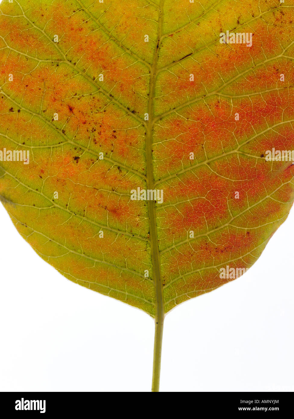 Autumn leaf. Single fall leaf against white. Natural colors and ...