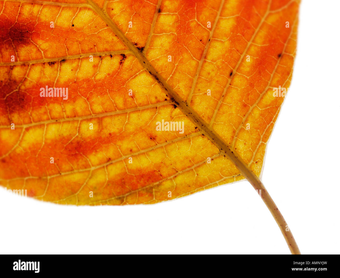 Autumn leaf. Single fall leaf against white. Natural colors and ...