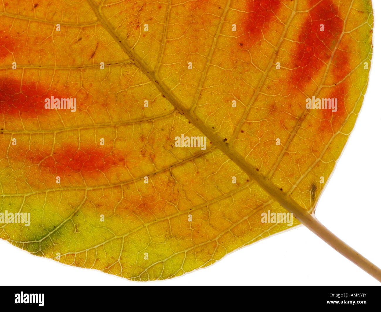 Autumn leaf. Single fall leaf against white. Natural colors and ...
