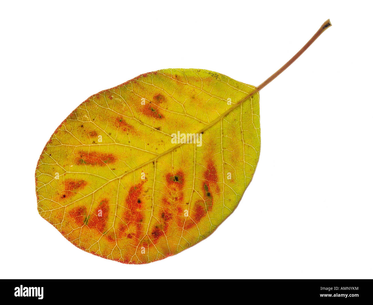 Individual single autumn fall leaf Cut Out Stock Images & Pictures - Alamy