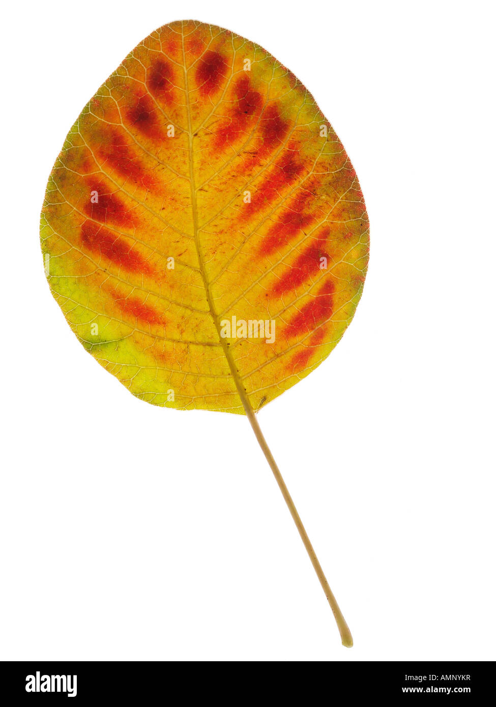 Individual single autumn fall leaf Cut Out Stock Images & Pictures - Alamy