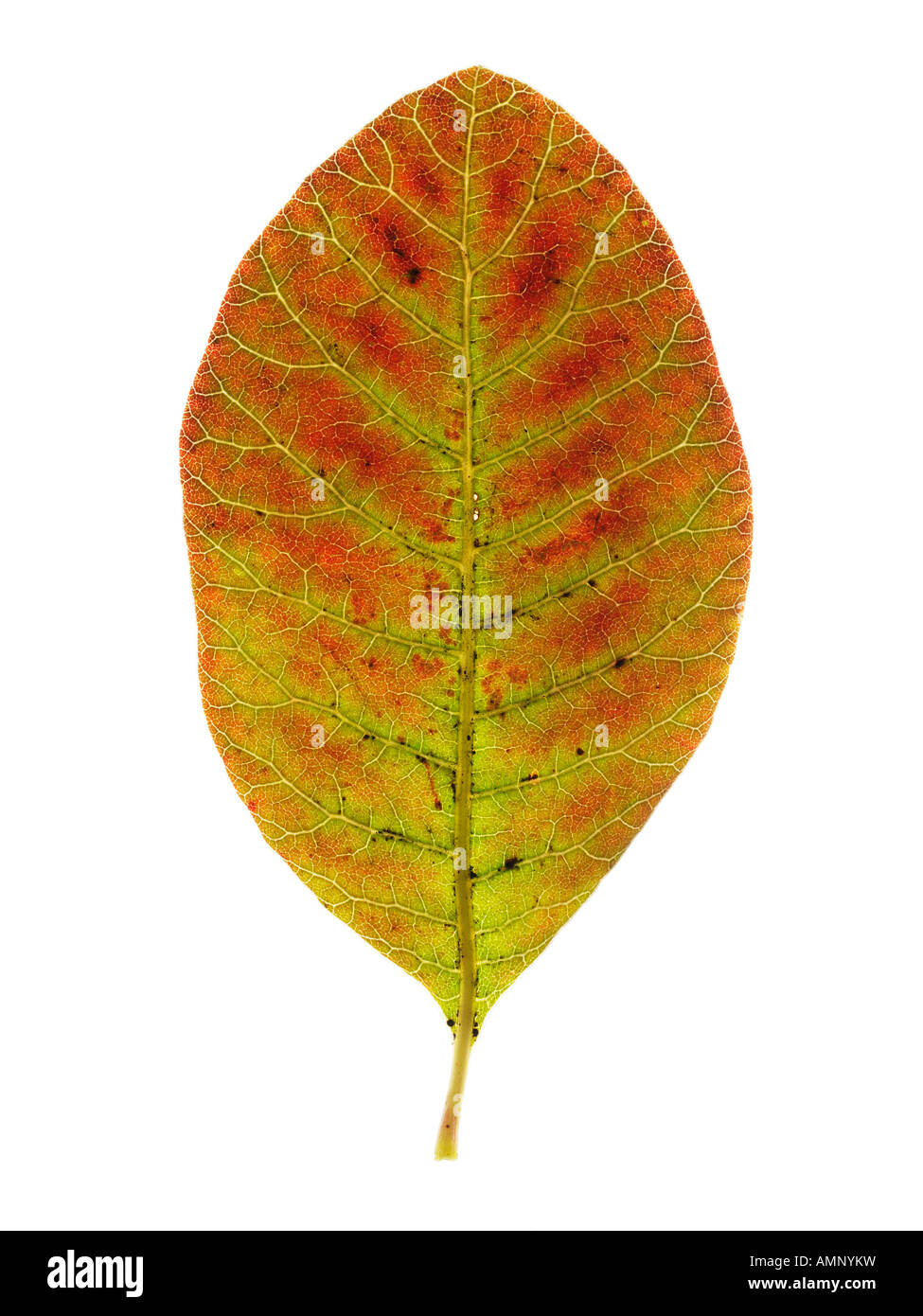 Individual single autumn fall leaf Cut Out Stock Images & Pictures - Alamy