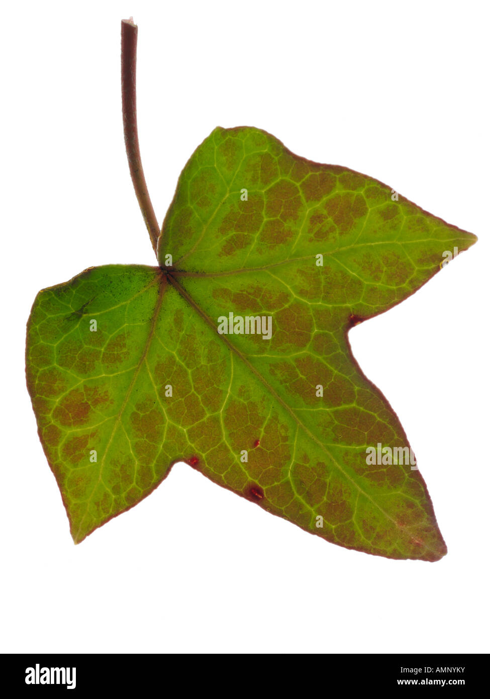 Individual single autumn fall leaf Cut Out Stock Images & Pictures - Alamy
